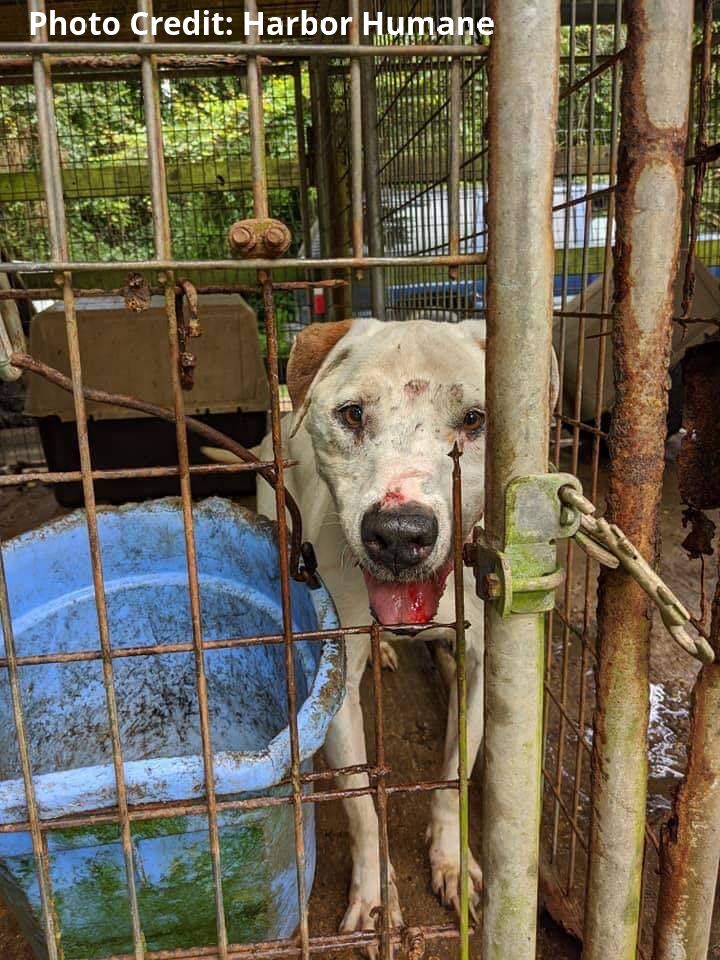 He's a completely defeated dog, said a Field Team member