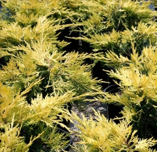 Saybrook Gold Juniper Plants from Holly Hill Nurseries!