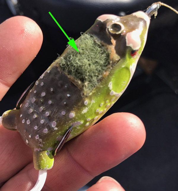 WTHeck is frog fur?? Make a stickbait fall backward, Weird fish ...