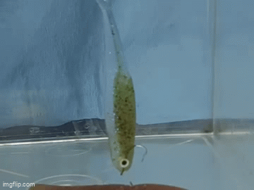 Winter cranking tips, 10 cool baits, How to Nuki fish 🎣