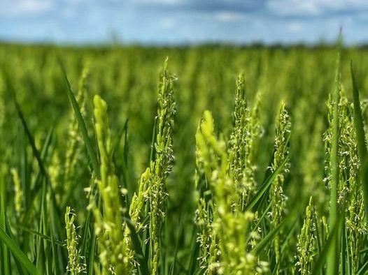 South Louisiana Rice Mill Facility Now Operational, Market Update, & More