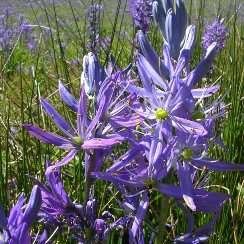 Camas dig, clam dig, mindful movement and more