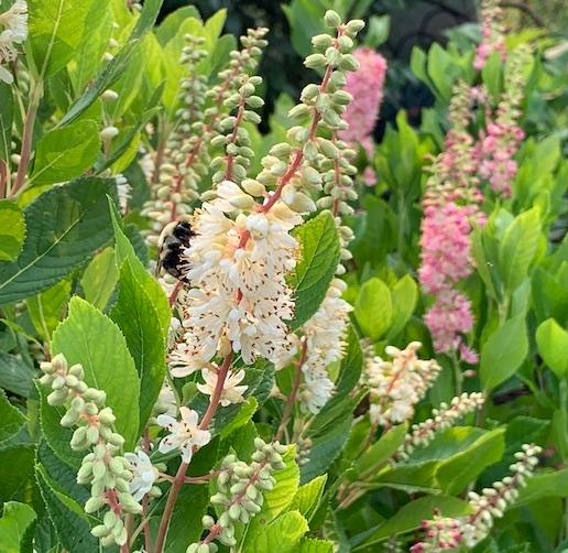 Your Deer Blast Reminder from Natureworks