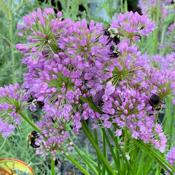 June is Pollinator Month!