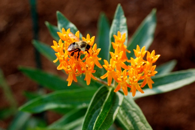 June is Pollinator Month!