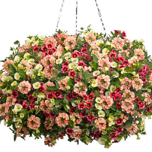 Colorful Combinations from Proven Winners!