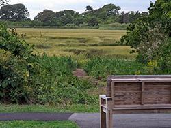 Cape Cod Chronicle Weekend Update