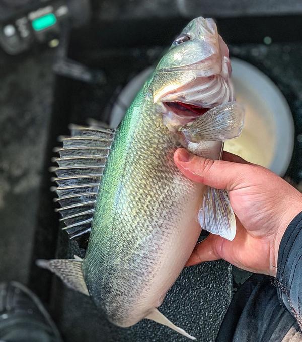 Special Issue: Greenback into March madness! – Target Walleye