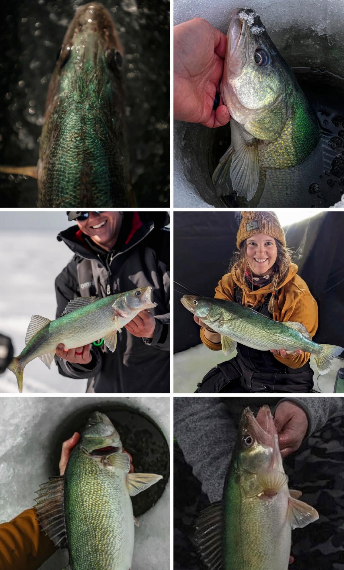 Willow branch tip-ups, Greenback walleyes, Basin crappie tips 🎯
