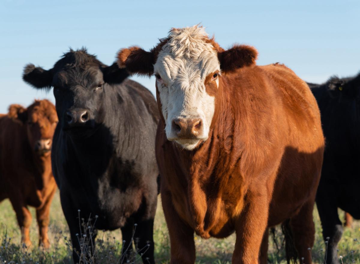 Stopping Cows from Passing Gas Will Save the World? Beautiful Mulan and ...