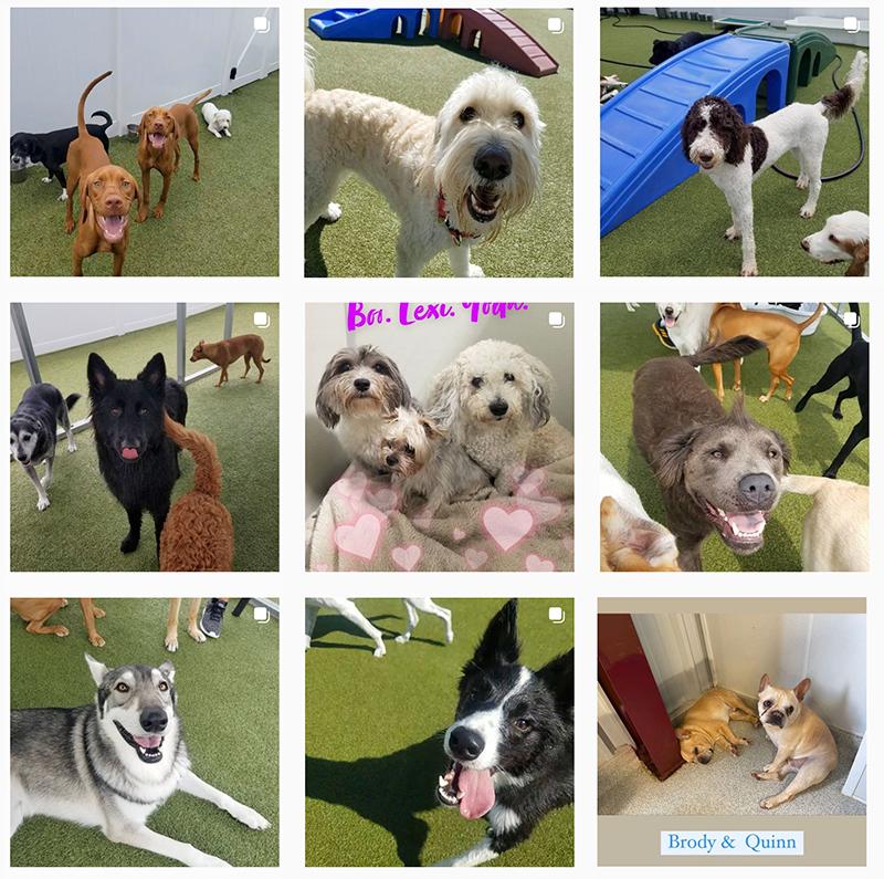 July 2021 - Dogs All Day Newsletter