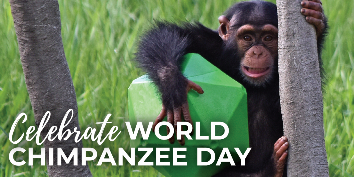 🌍 World Chimpanzee Day at the Zoo