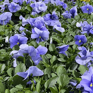 Pansies, Where Beauty Blooms Boldly!