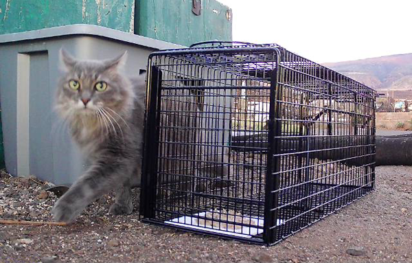 Learn TNR this Saturday June 14!