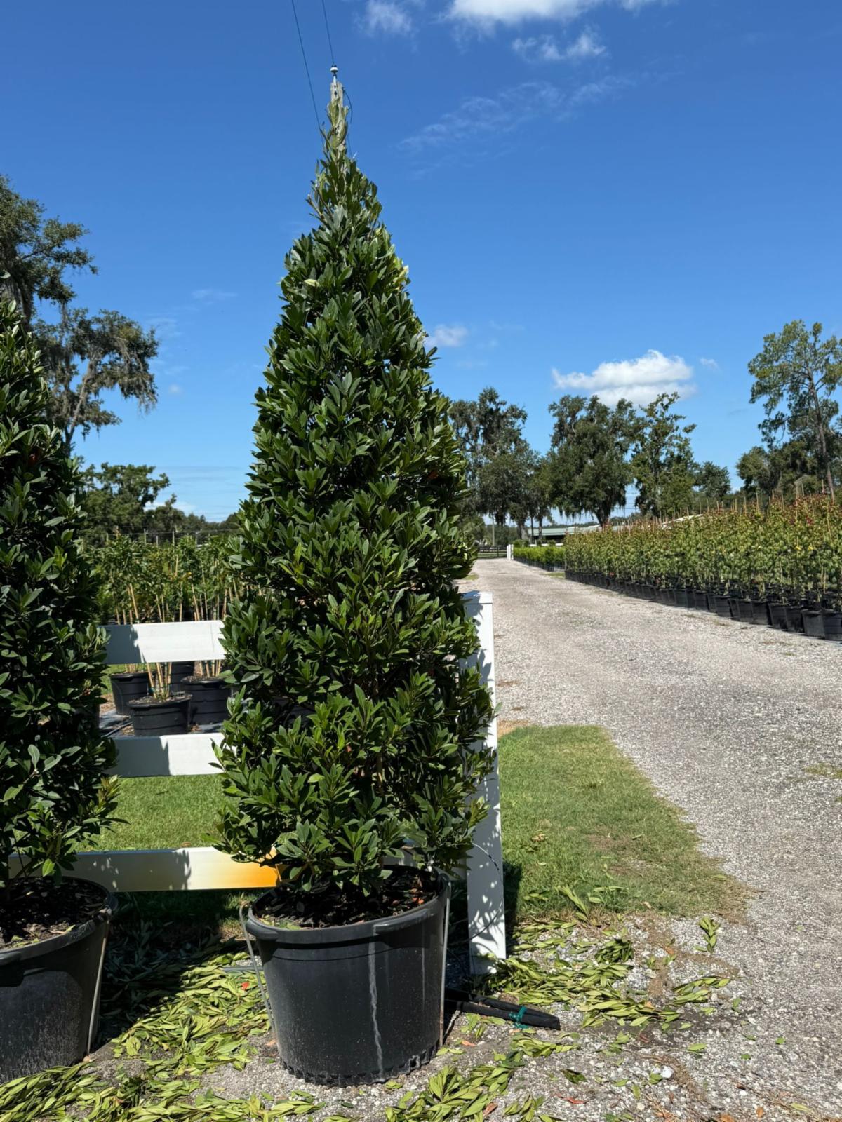1D TREE FARM - WEEKLY SPECIALS AND PRICE LIST