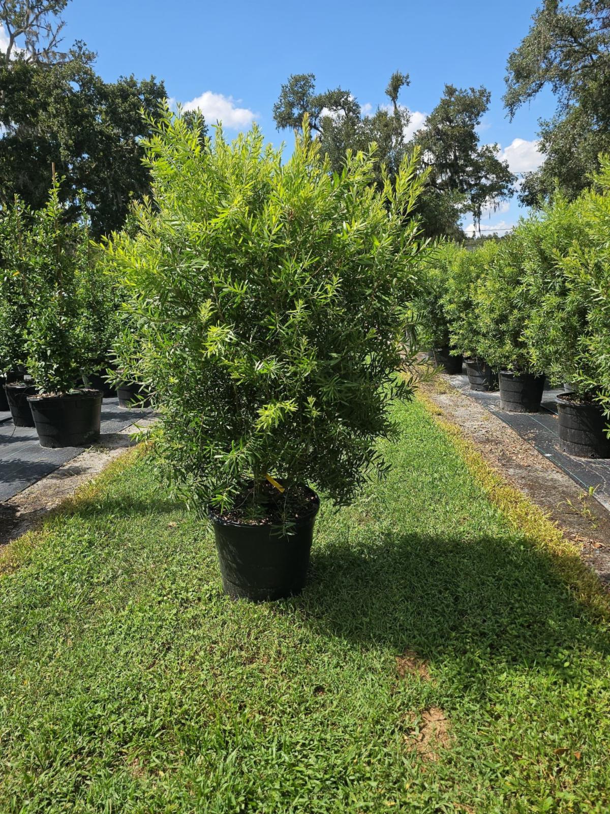 1D TREE FARM - WEEKLY SPECIALS AND PRICE LIST