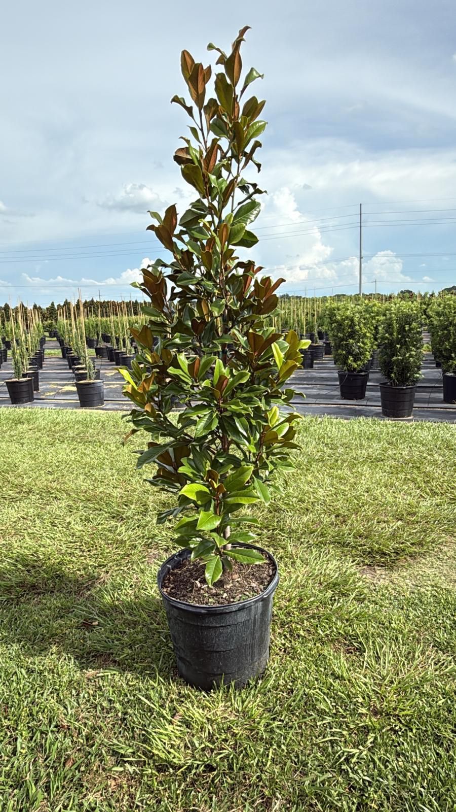 1D TREE FARM - WEEKLY SPECIALS AND PRICE LIST