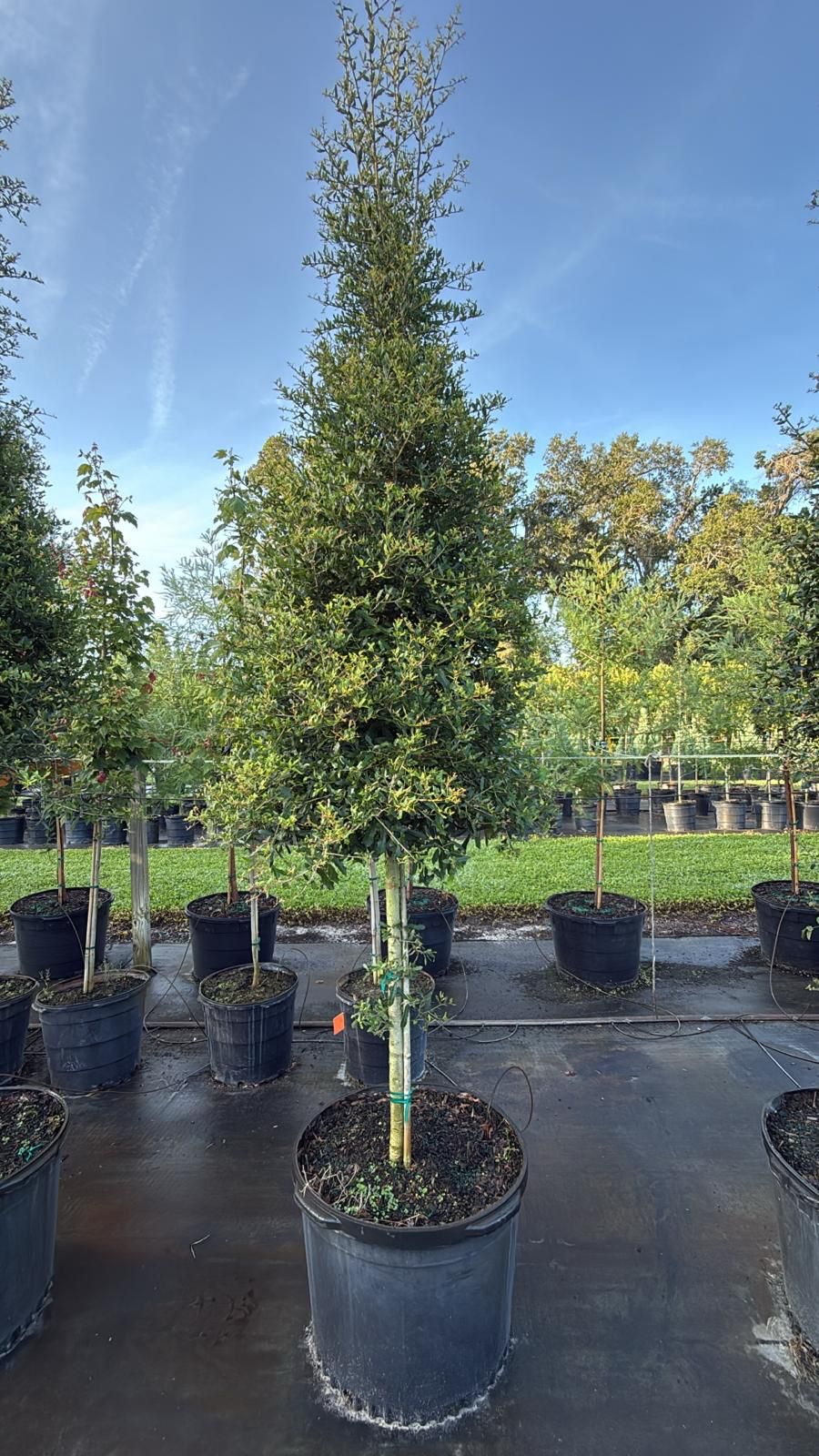 1D TREE FARM - WEEKLY SPECIALS AND PRICE LIST