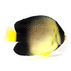 Sunday Specials from Sustainable Aquatics