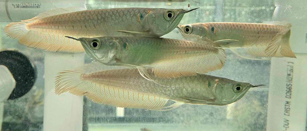 Sunday Specials from Sustainable Aquatics