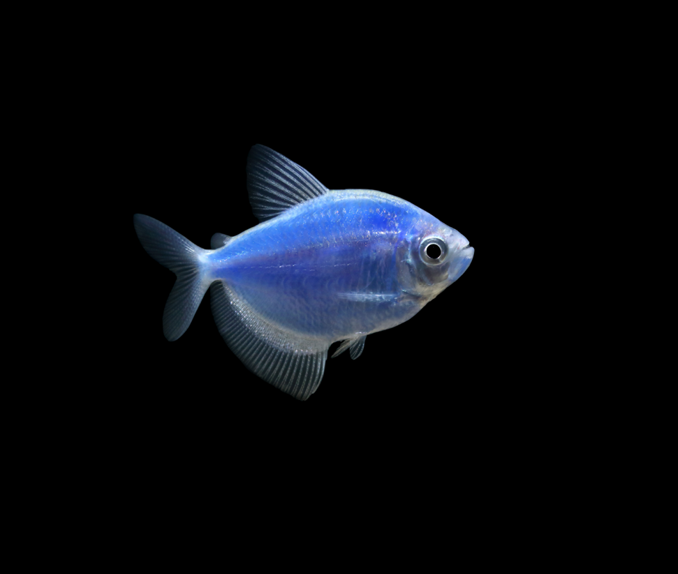 Sunday Specials from Sustainable Aquatics