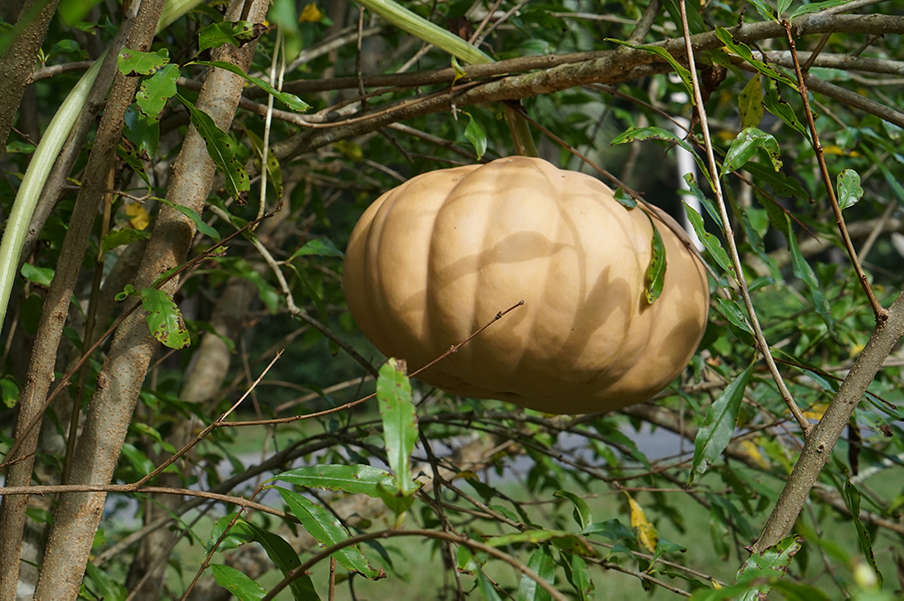 Nature at Home: Seminole Pumpkins