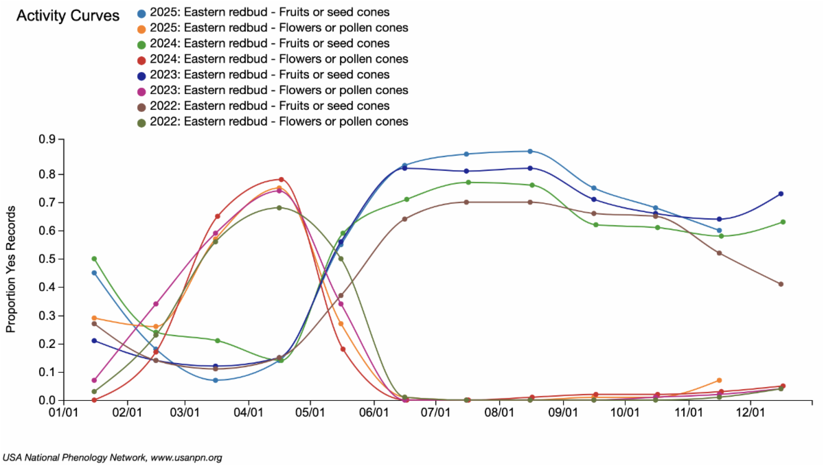 Redbud leaves change with the seasons