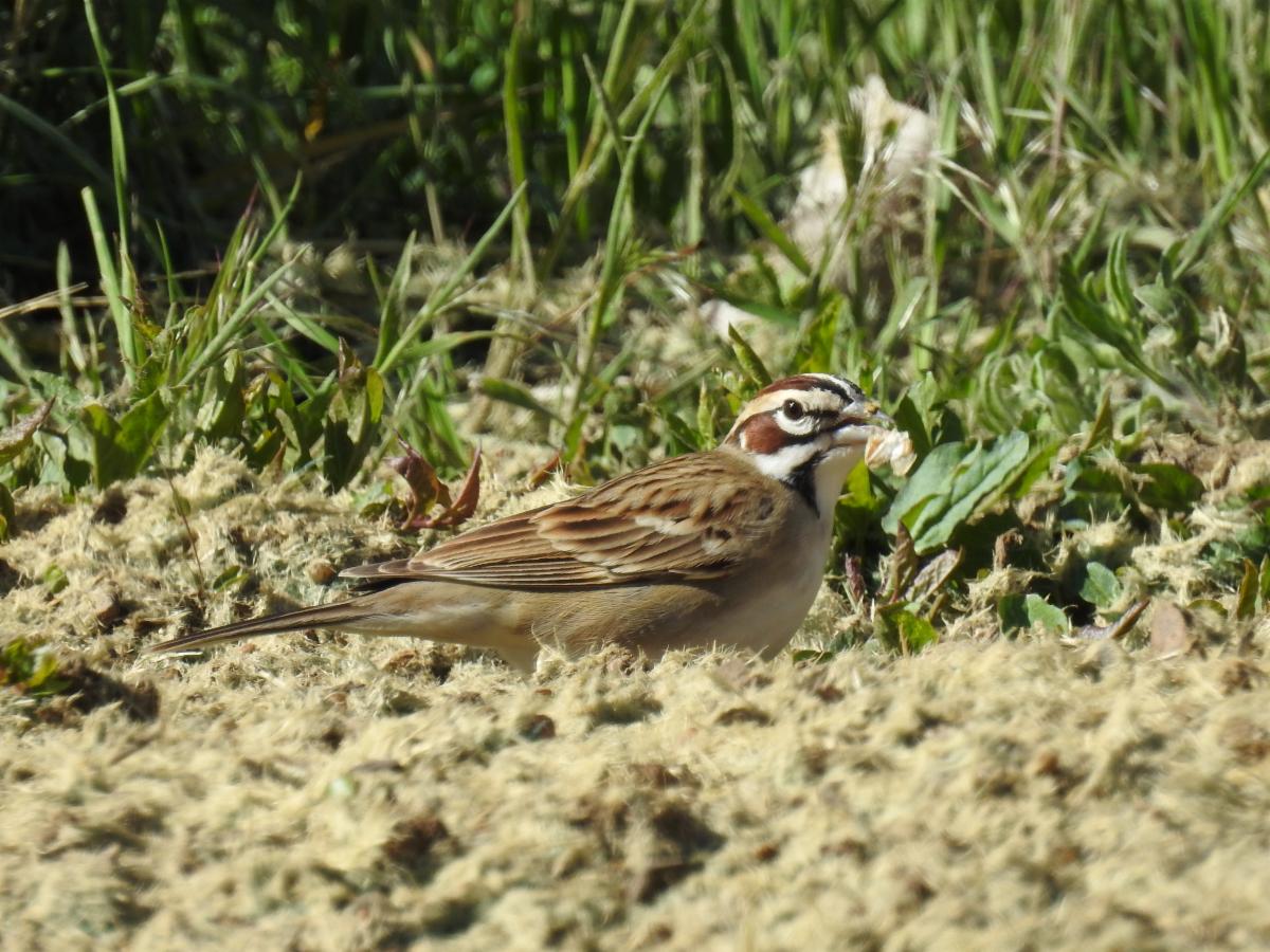 Bird of the Day - Yellow Warbler - May 3, 2025