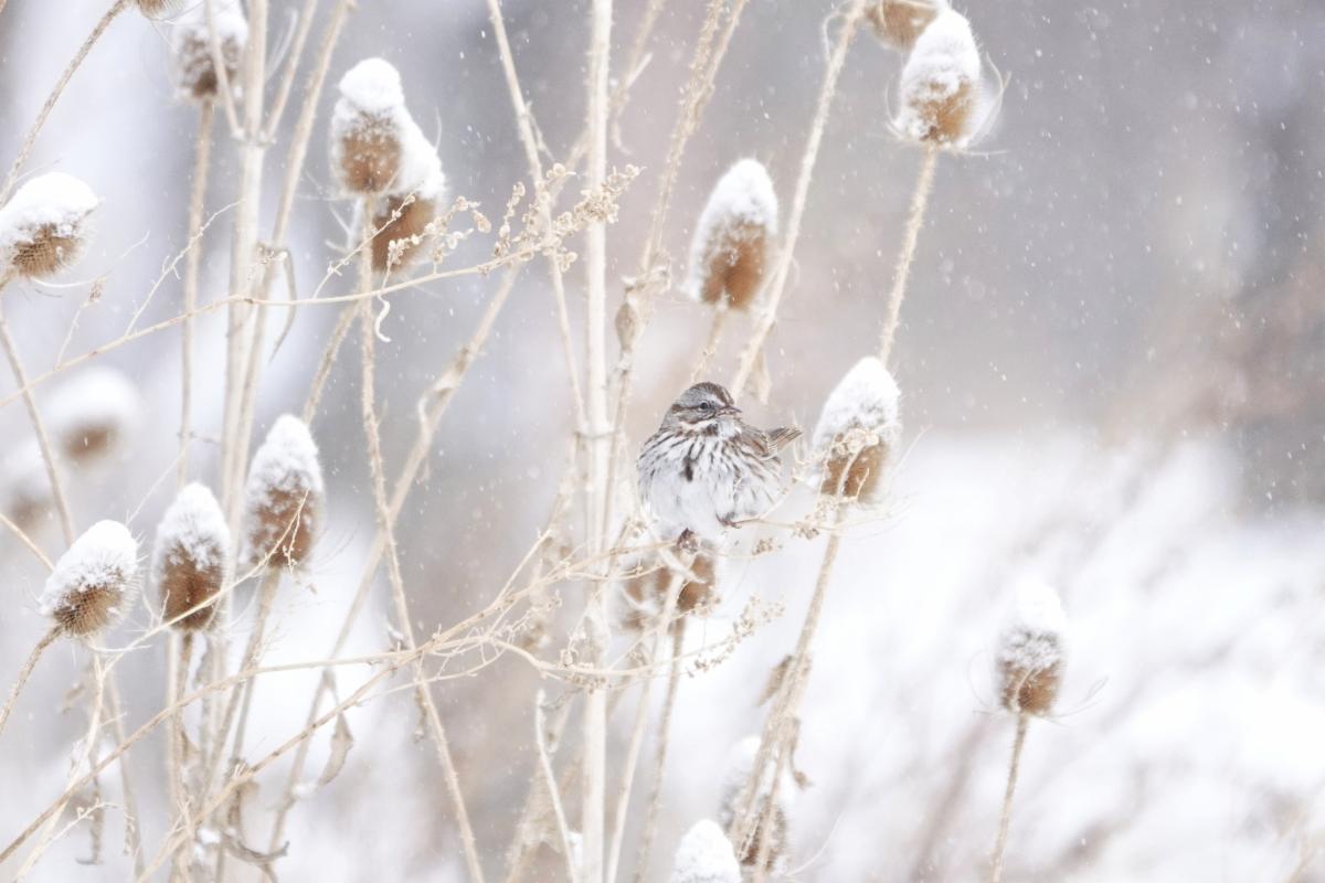 Bird of the Day - Western Bluebird - January 25, 2025