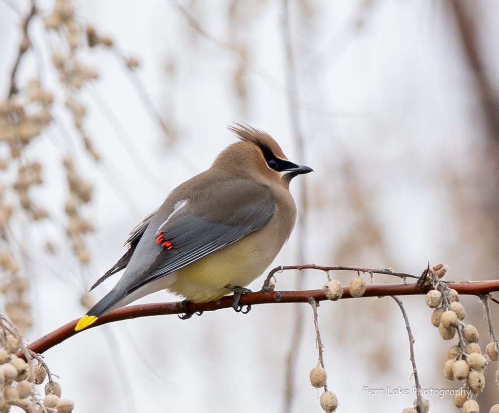 Bird of the Day - Cedar Waxwing - February 8, 2025