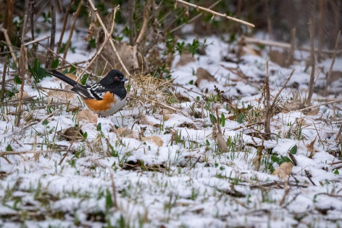 Bird of the Day - Black-Necked Stilt - April 5, 2025