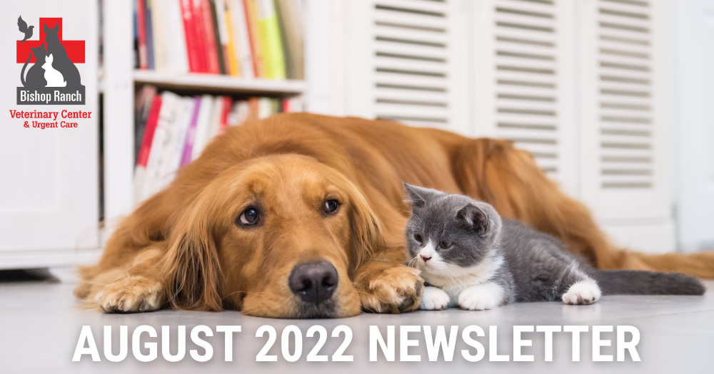 BRVC August Newsletter