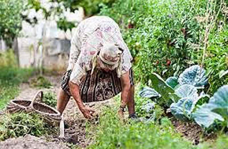 Farmhouse Fabrics- 'Weeding Out Wednesday'