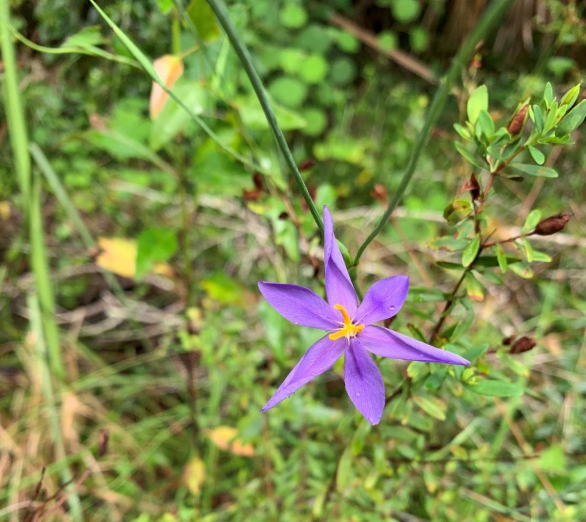 News from The Institute for Regional Conservation