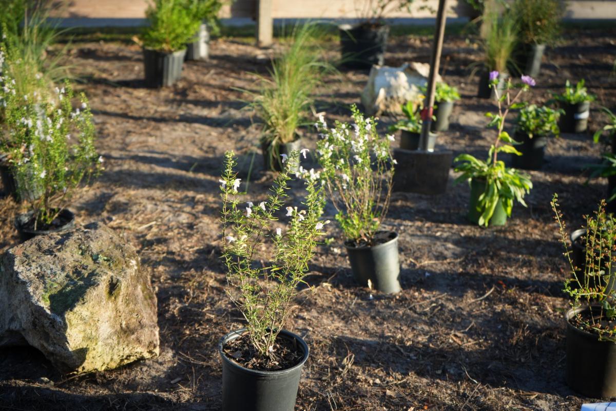 Upcoming planting opportunities and meeting info.