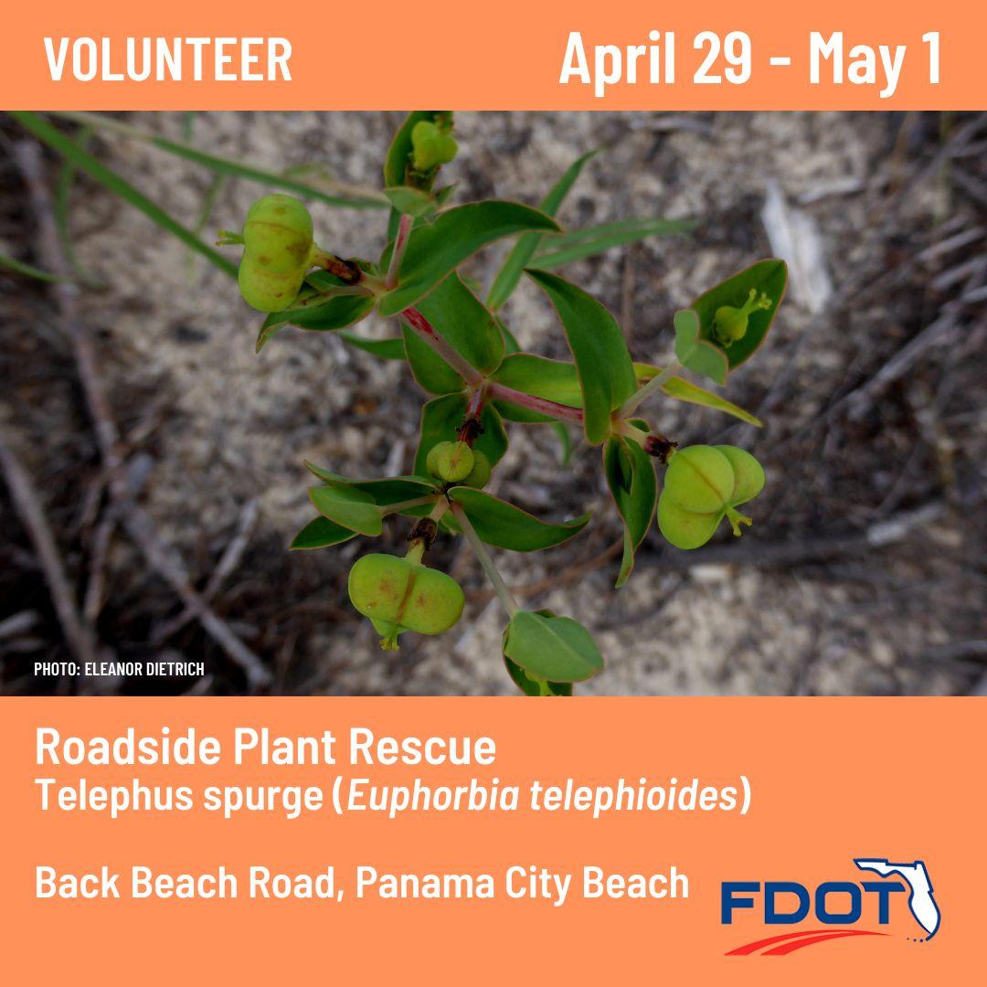 Help Save Florida's Rare Telephus Spurge!