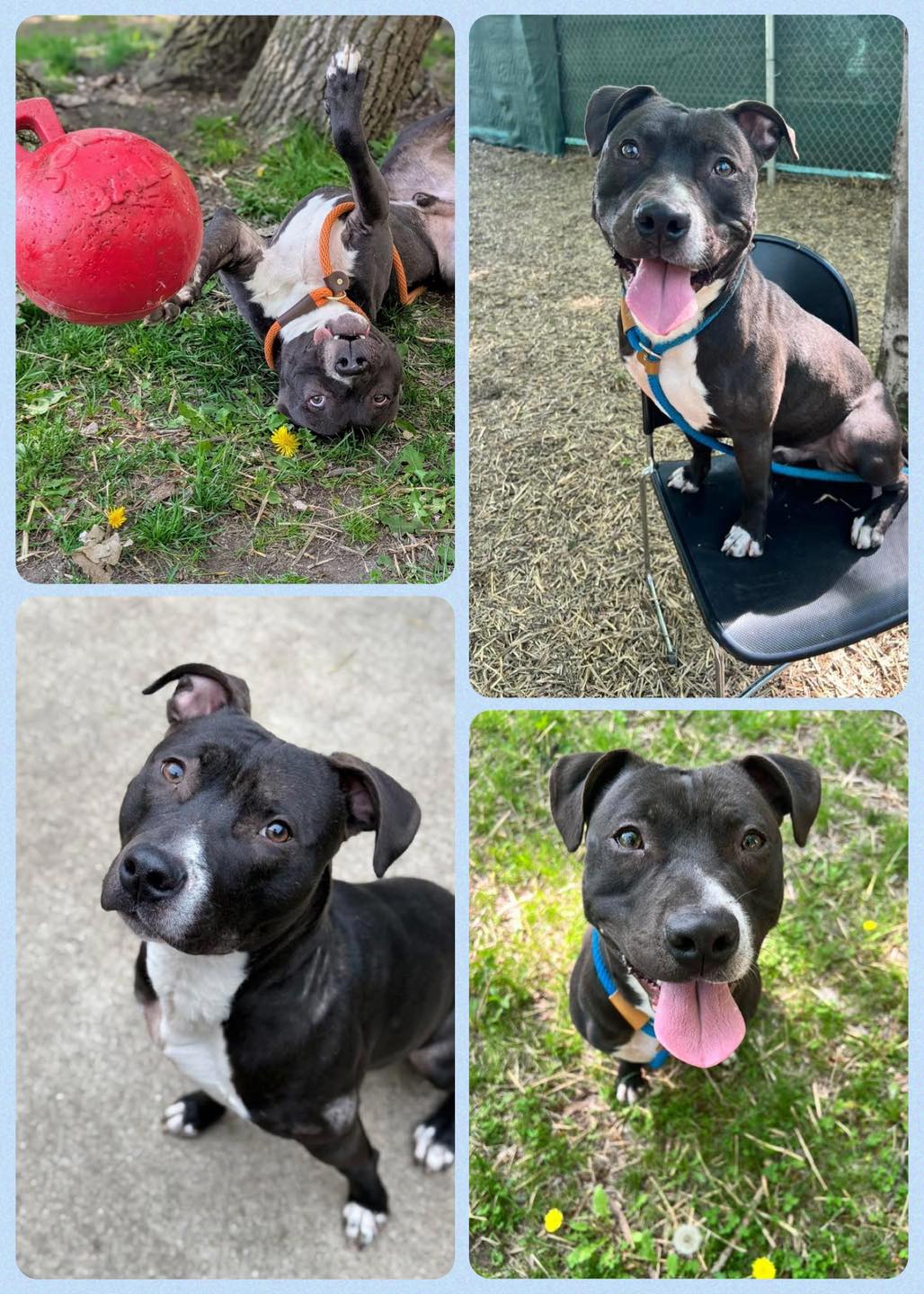 Alderman Nicholas Sposato's 38th Ward Update