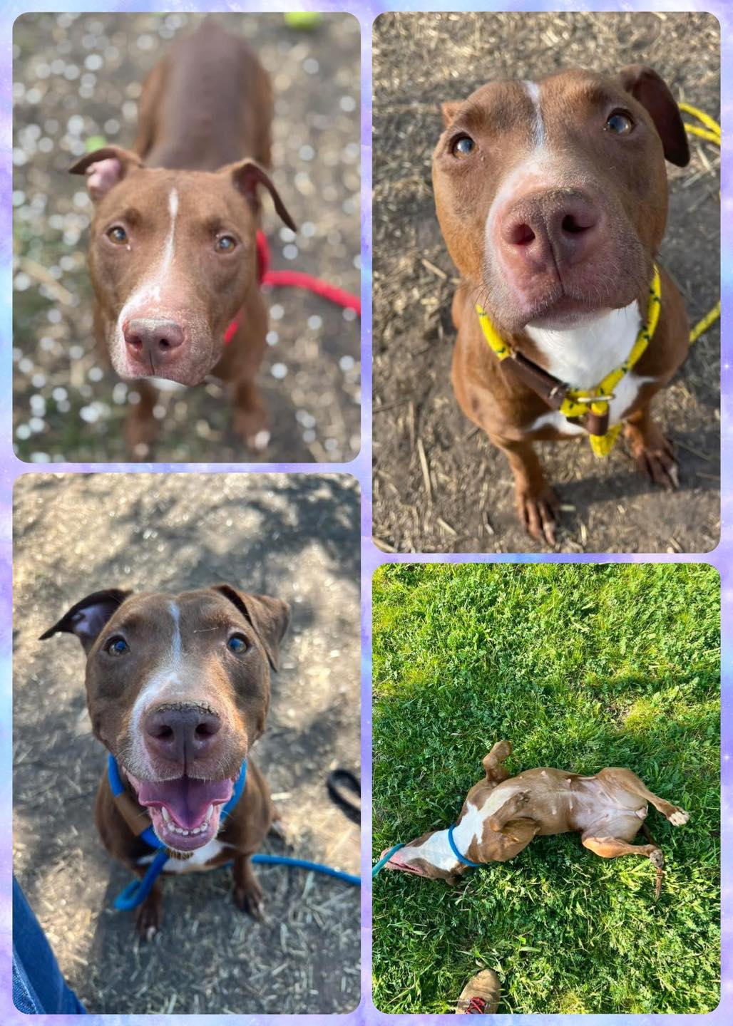 Alderman Nicholas Sposato's 38th Ward Update