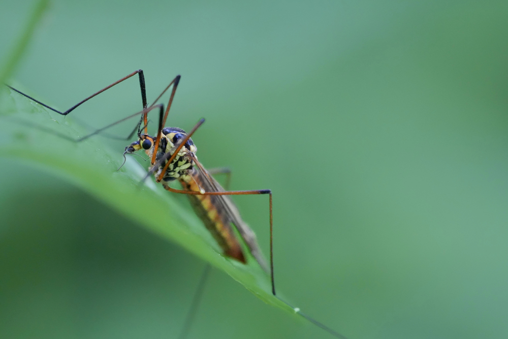 Mosquito Season: How to Reduce Breeding Grounds