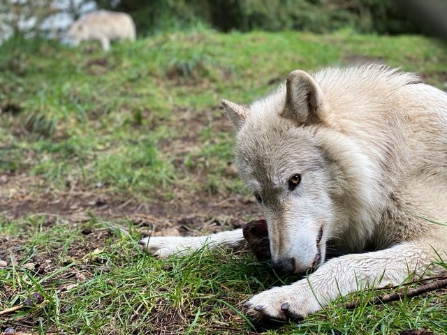 Caring for wolves during crisis