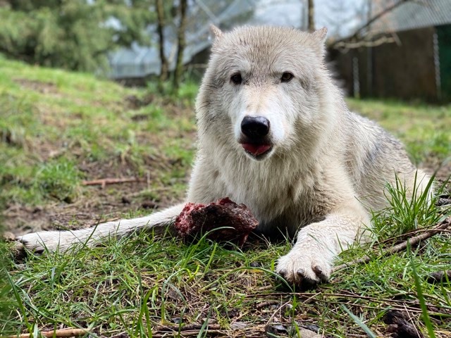 Caring for wolves during crisis
