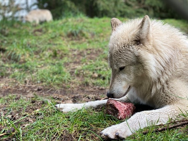 Caring for wolves during crisis