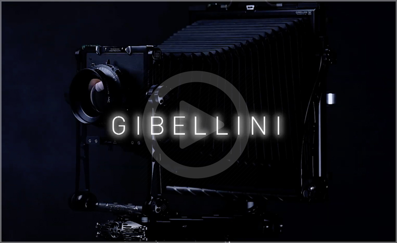 Large Format Luxury Cameras are Here!