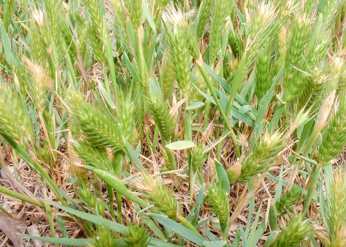 Graze: A Texas GLC Newsletter | February 2024