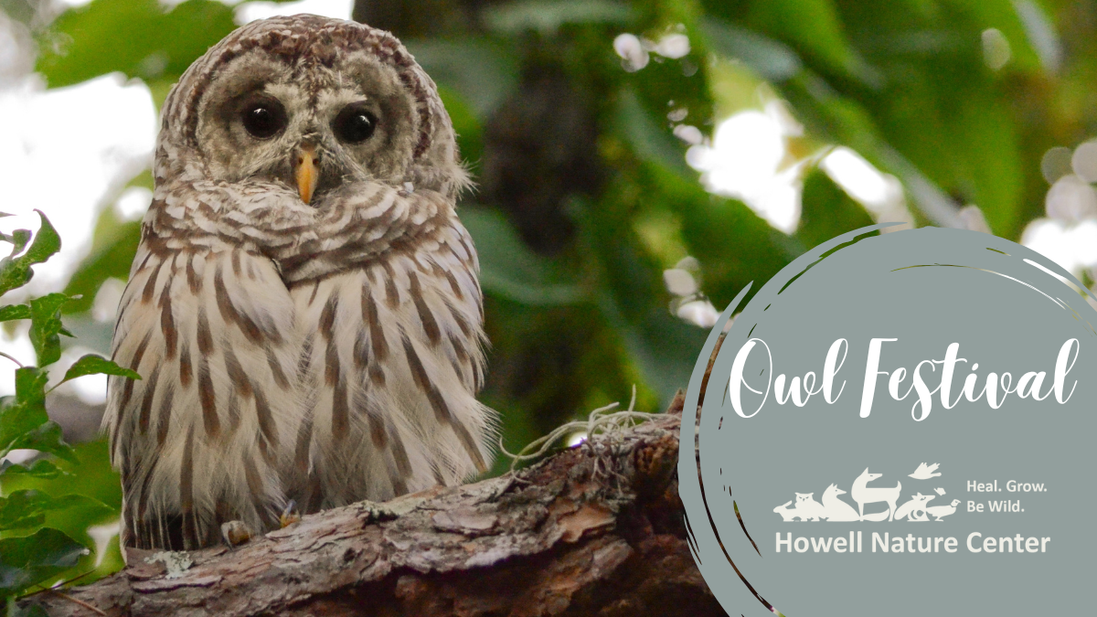 Owl Festival August 2nd, 2025 6:00 pm - 8:00 pm