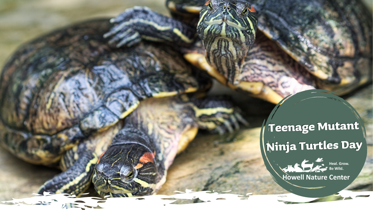 Teenage Mutant Ninja Turtles Day June 8th, 2024 12:00 pm - 2:00 pm