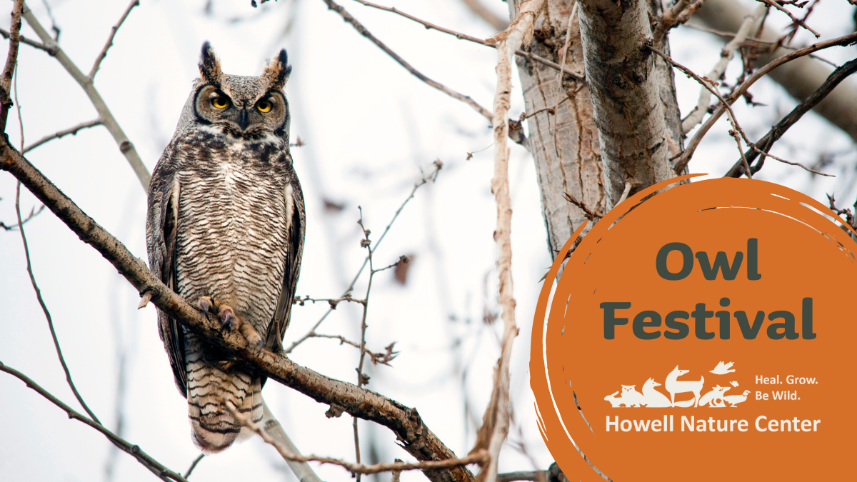 Owl Festival September 7th, 2024 6:00 pm - 8:00 pm