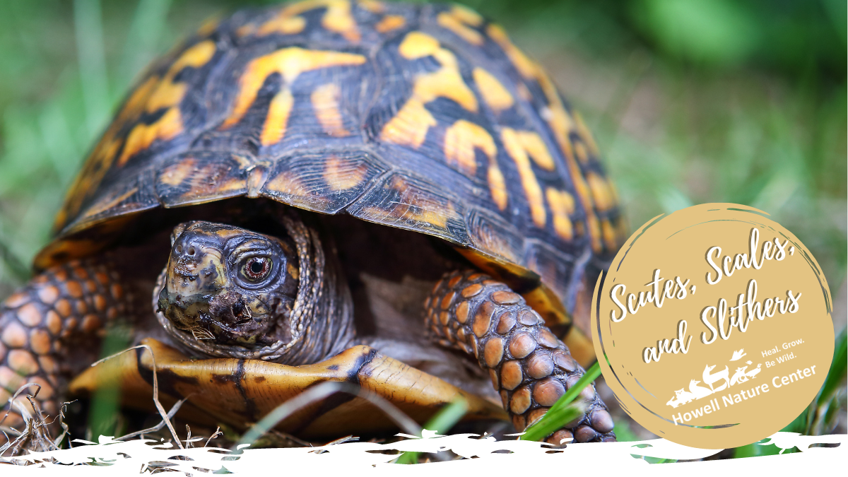 Scutes, Scales, and Slithers • July 20, 2024 • 1:00 pm - 3:00 pm