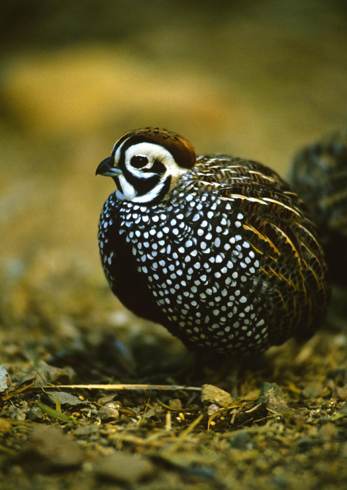 For The Love Of Wild Wild Quail