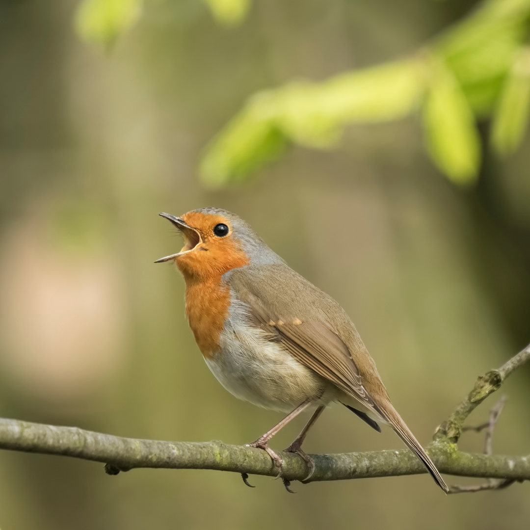 Bird Month at Sycamore Grove Park, Upcoming Ranger Programs, Sycamore ...